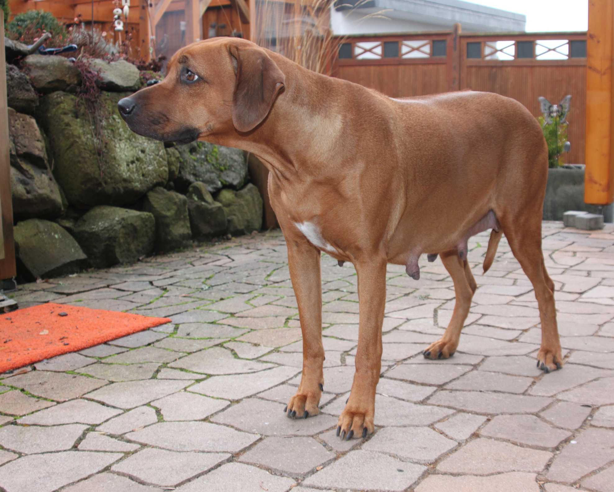 Frohe Weihnachtsgrüße - Kennel Rhodesian Ridgeback